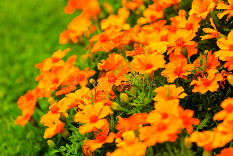 Orange Flowers in the Garden. Spring or Summer Background Stock Photo ...