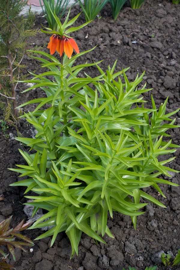 Orange Flowers and Glossy Green Leaves of Crown Imperial Stock Image ...