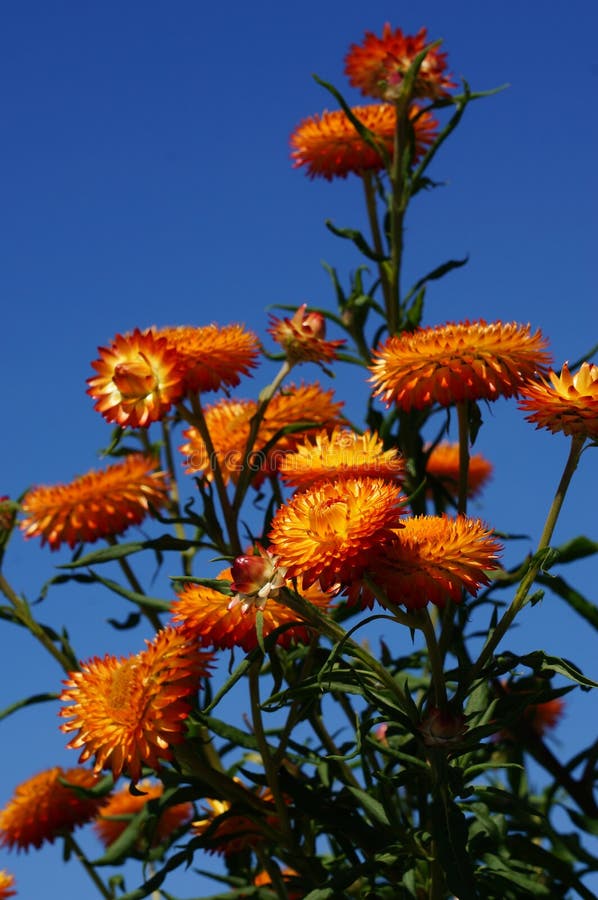 Orange flowers stock image. Image of background, flowers - 43394021