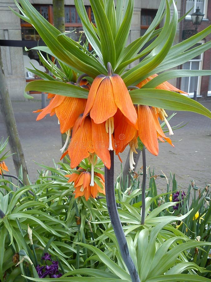 Orange flowers stock image. Image of orange, grow, flowers - 81779917
