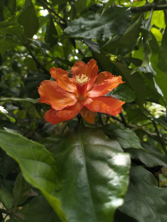 Orange Flowers Grow Fresh among the Dense Leaves Stock Image - Image of ...