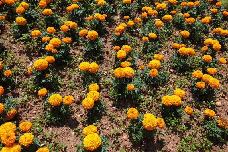 Orange Flowers Grow in a Park in a Flower Bed Stock Image - Image of ...