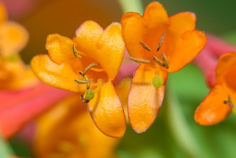 Orange Flowers Honeysuckle Brown Stock Photo - Image of heap, lush ...