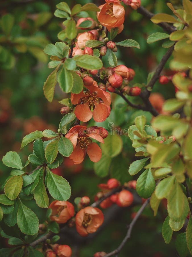 Orange Flowers of Japanese Quince Bush Stock Image - Image of green ...