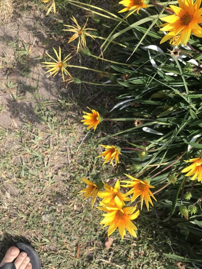 Orange Flowers of the Mutisia Plant. Stock Image - Image of beauty ...