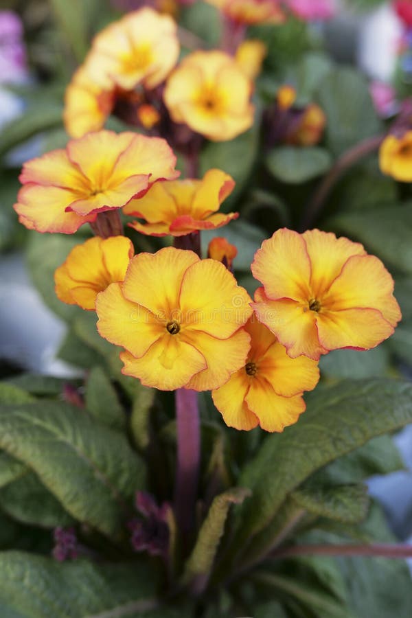 Primula elatior in bloom stock image. Image of nature - 252104607