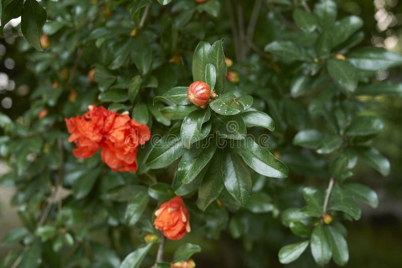 Pomegranate - Punica Granatum, Called Anar or Dalim or Bedana Fruit ...