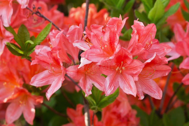 Orange Flowers of Rhododendron Stock Image - Image of garden, nature ...