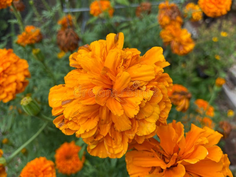 Orange Flowers September Blossoms Stock Image - Image of green, flower ...