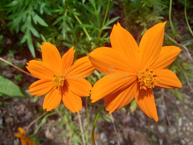 Orange Flowers Side by Side Stock Image - Image of trees, flowers ...