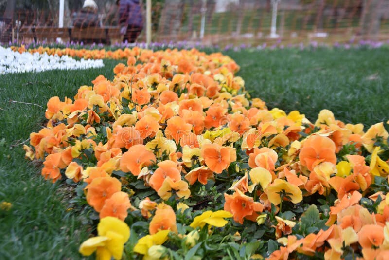 Orange Flowers, Spring Background Stock Image - Image of composition ...