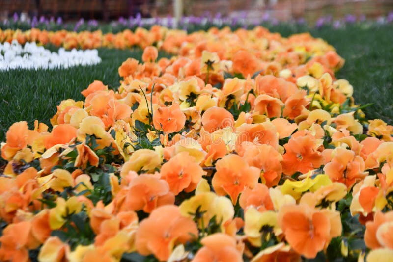 Orange Flowers, Spring Background Stock Photo - Image of blooming ...