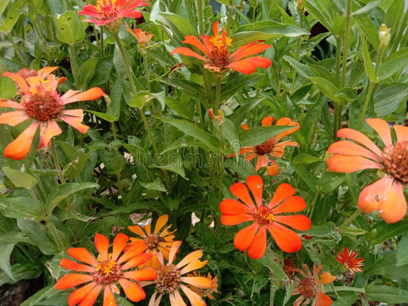 Orange flowers start bloom stock photo. Image of star - 237230582