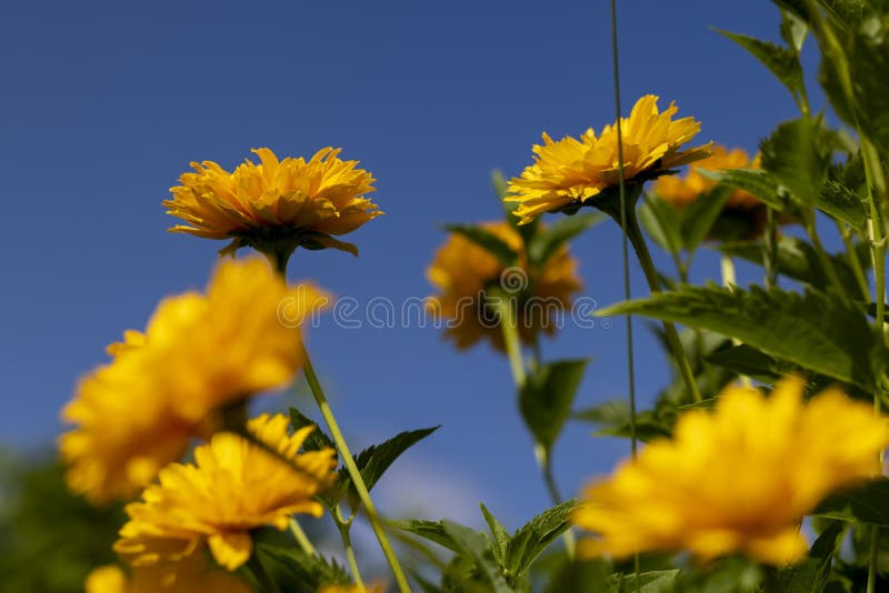 Orange Flowers in Windy Weather Stock Photo - Image of field, bloom ...