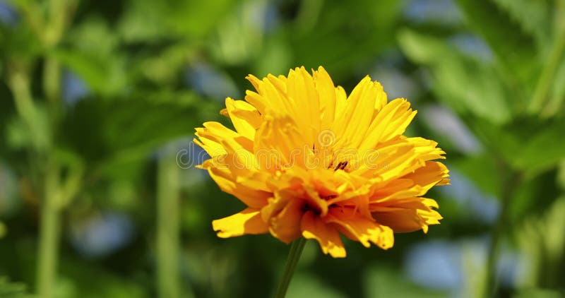 Orange Flowers in Windy Weather Stock Video - Video of growth, bloom ...