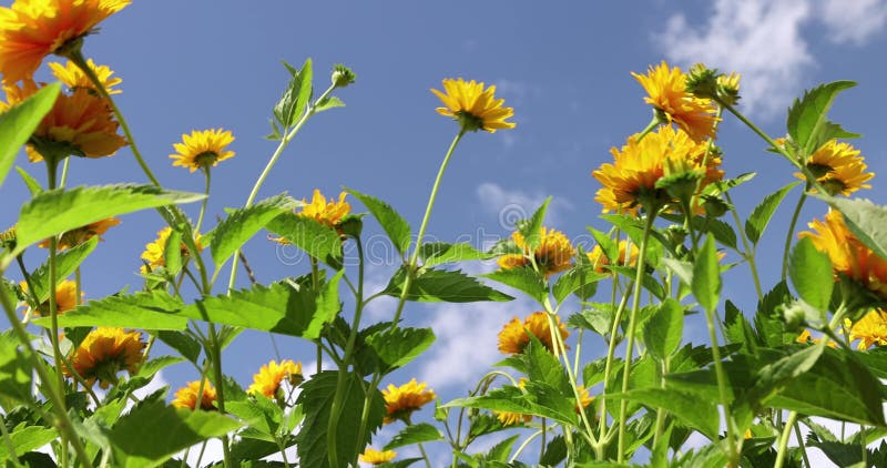 Orange Flowers in Windy Weather Stock Footage - Video of leaves, garden ...