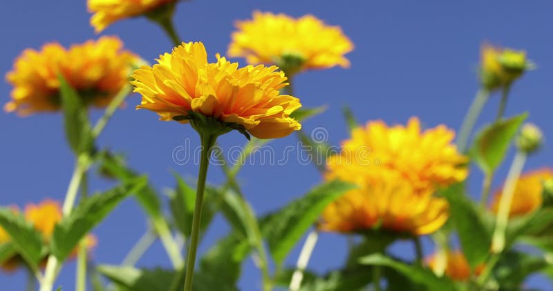 Orange Flowers in Windy Weather Stock Video - Video of fresh, blurred ...