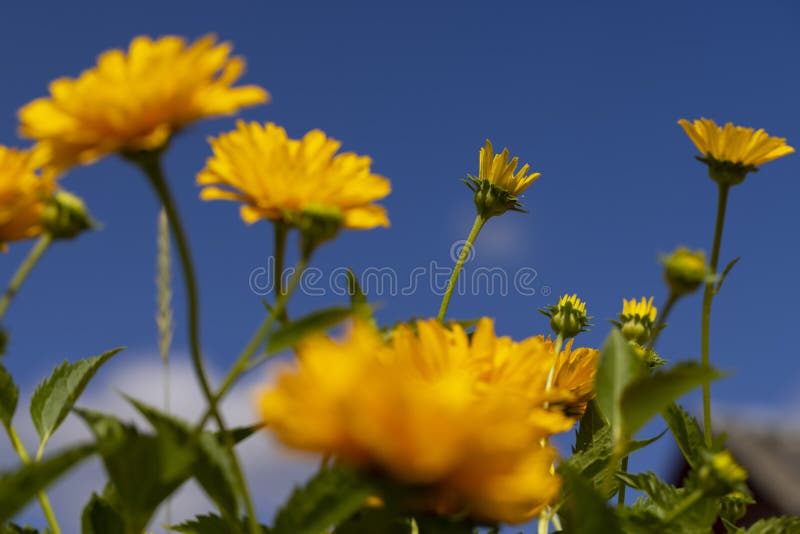 Orange Flowers in Windy Weather Stock Photo - Image of windy, gardening ...