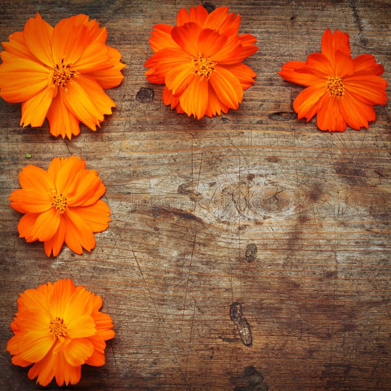 Orange flowers on wood stock photo. Image of texture - 30243270