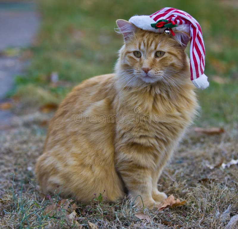 Orange Fluffy Cat with Christmas Hat Stock Image - Image of domestic ...