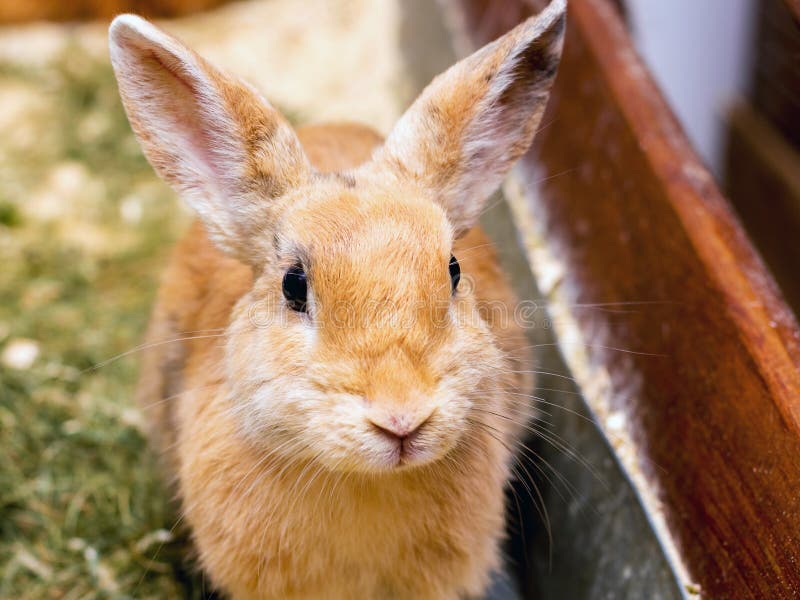 Orange Fluffy Rabbit, Close-up Portrait. Breeding of Rabbits_ Stock ...