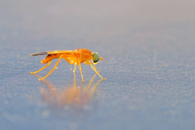 Orange fly stock image. Image of life, wildlife, green - 188920813