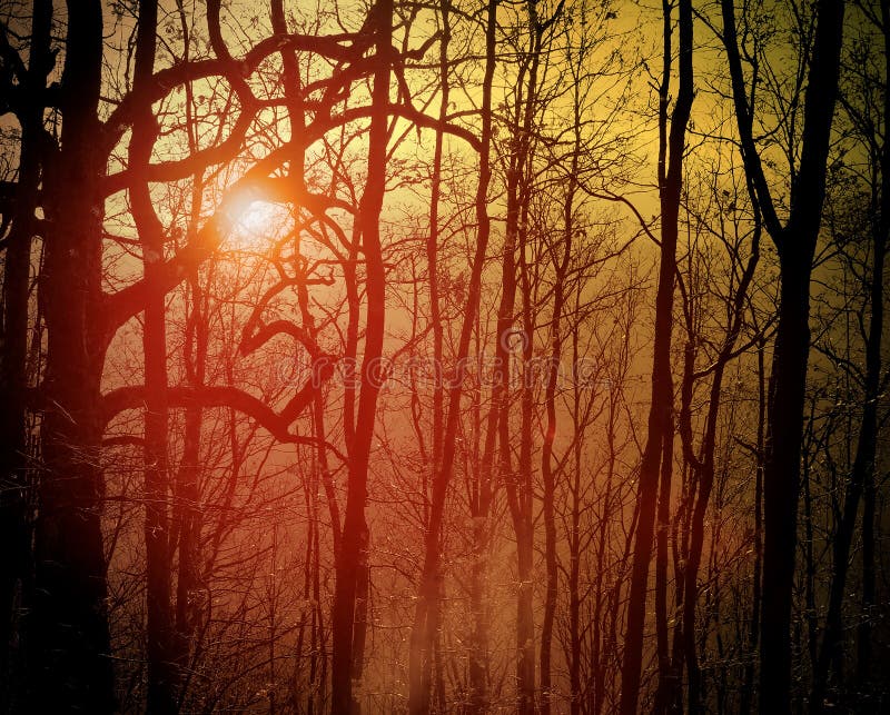 Road Trough a Strange Dark Forest with Fog in Late Autumn Stock Image ...