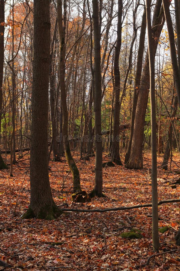 Orange forest stock image. Image of mythical, path, public - 27876701