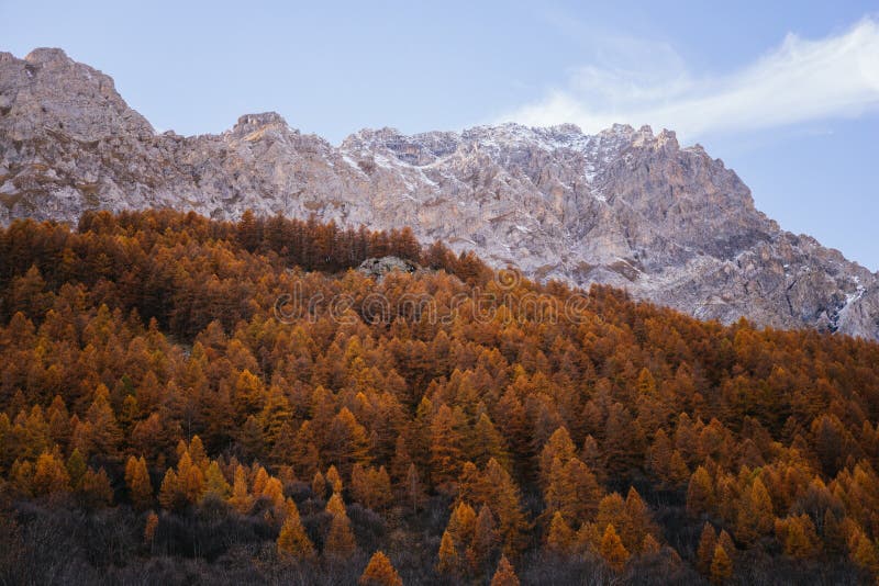 Orange Forest in the Mountains Stock Image - Image of fantasy, park ...