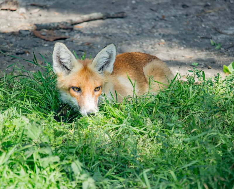 Orange Fox Sitting in the Green Grass Stock Photo - Image of shrewd ...