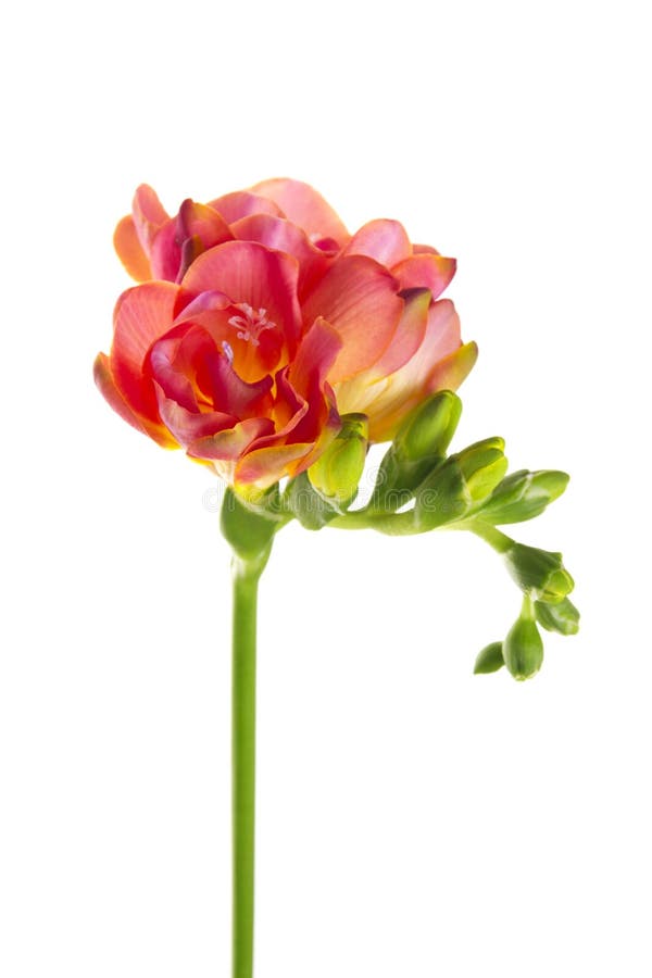 Orange freesia stock photo. Image of floral, plant, white - 24005622