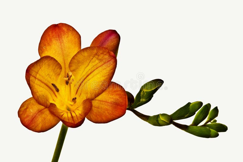 Orange freesia flower stock image. Image of close, nature - 13221147
