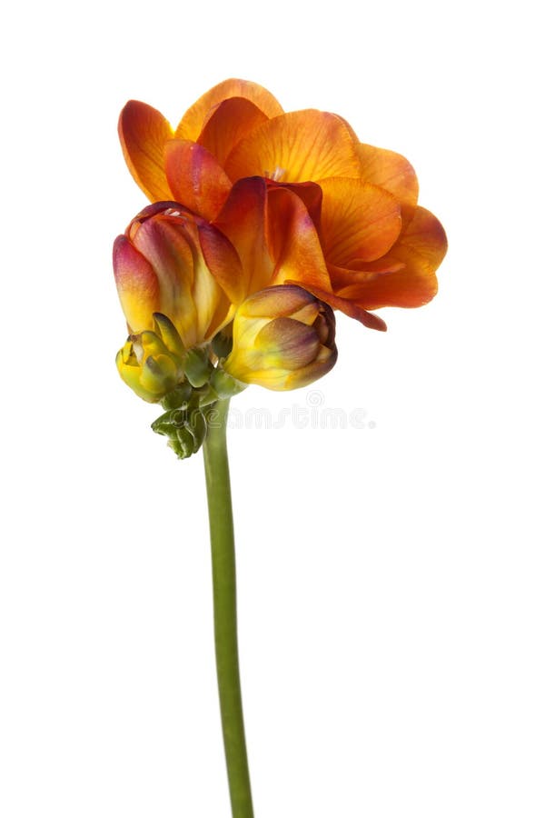 Orange freesia stock photo. Image of floral, plant, white - 24005622