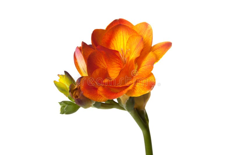 Orange Freesia stock image. Image of isolated, petals - 90543371