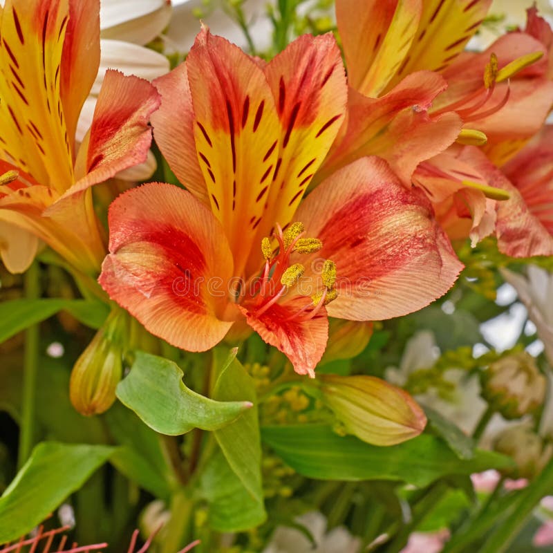 Orange freesia stock image. Image of delicate, blue, sparse - 21439713