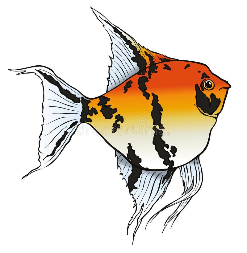 Angelfish Stock Illustrations – 4,071 Angelfish Stock Illustrations ...