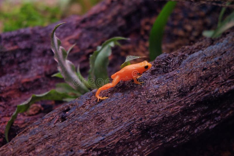 Orange Frog stock image. Image of background, frog, ecology - 5840055