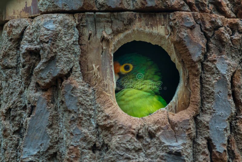 Orange-fronted Conure stock image. Image of bird, colorful - 74748017