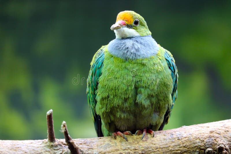 Orange-fronted Fruit Dove in Frontal View, Sitting on a Branch Stock ...