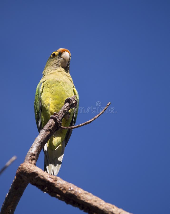 Orange Fronted Parakeet on a Branch Stock Photo - Image of branch ...