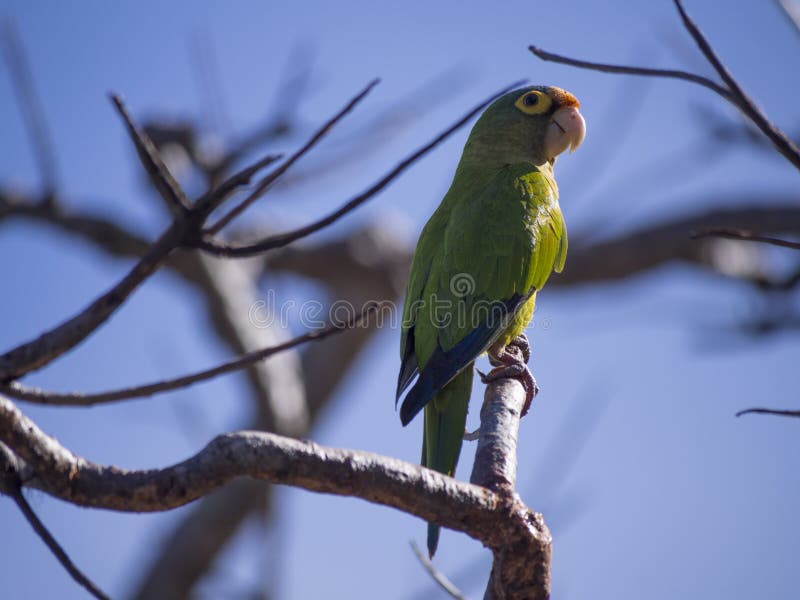 Orange-fronted Parakeet stock photo. Image of animal, feathers - 5400378