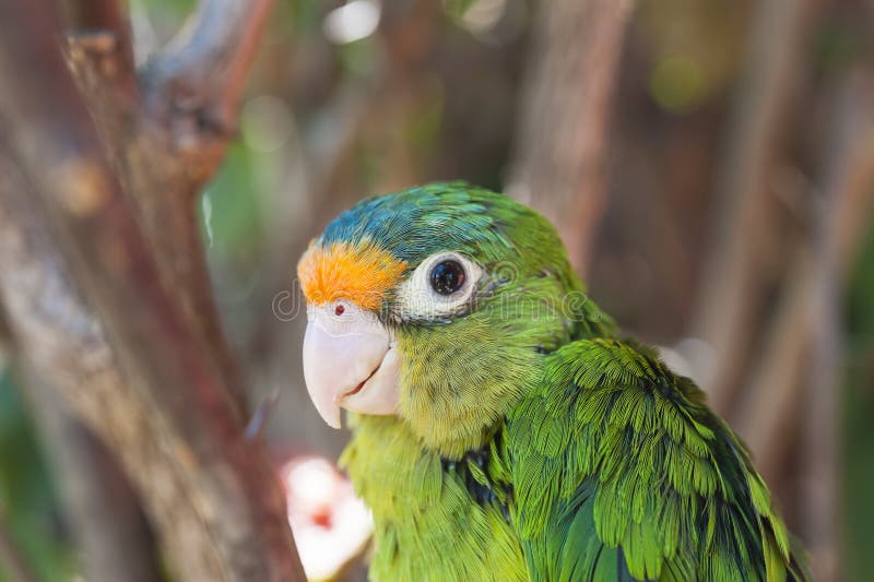 Orange Fronted Parakeet stock photo. Image of sunny, feathers - 93067884
