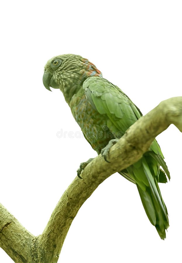 Orange-fronted Parakeet, Orange-fronted Conure, Half-moon Conure ...