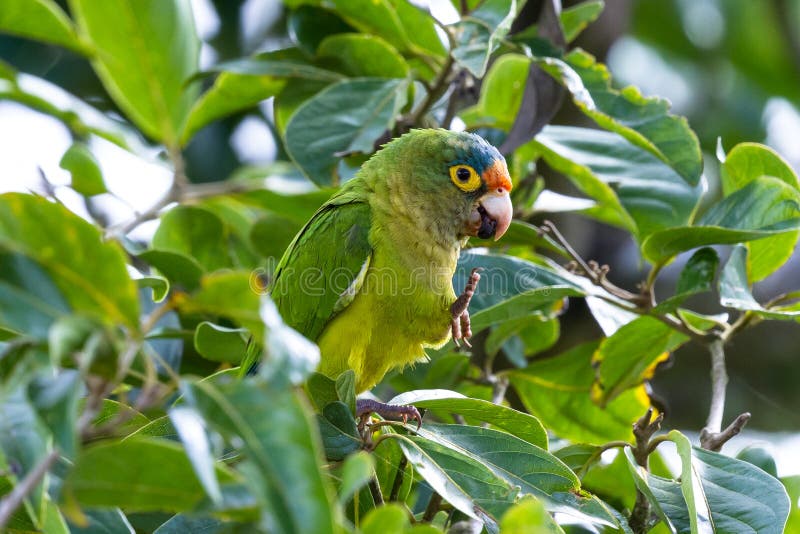 Orange-fronted Parakeet - Eupsittula Canicularis Stock Image - Image of ...