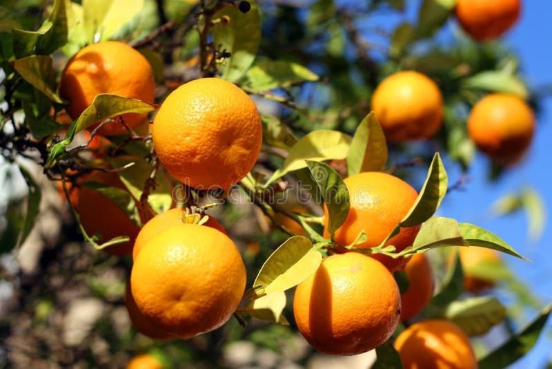 Orange Frucht stockfoto. Bild von bäume, gesundheit, orange - 363978
