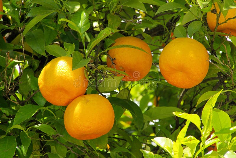 Orange Frucht auf Baum stockbild. Bild von nahrung, erzeugnis - 12595581