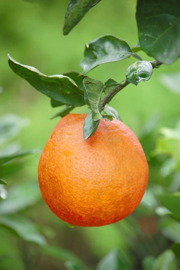 Orange Fruit stock photo. Image of green, leaves, juicy - 5879644