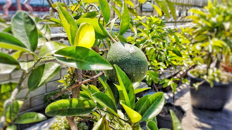Orange Fruit, Citrus, Primong Oranges on the Tree Stock Image - Image ...