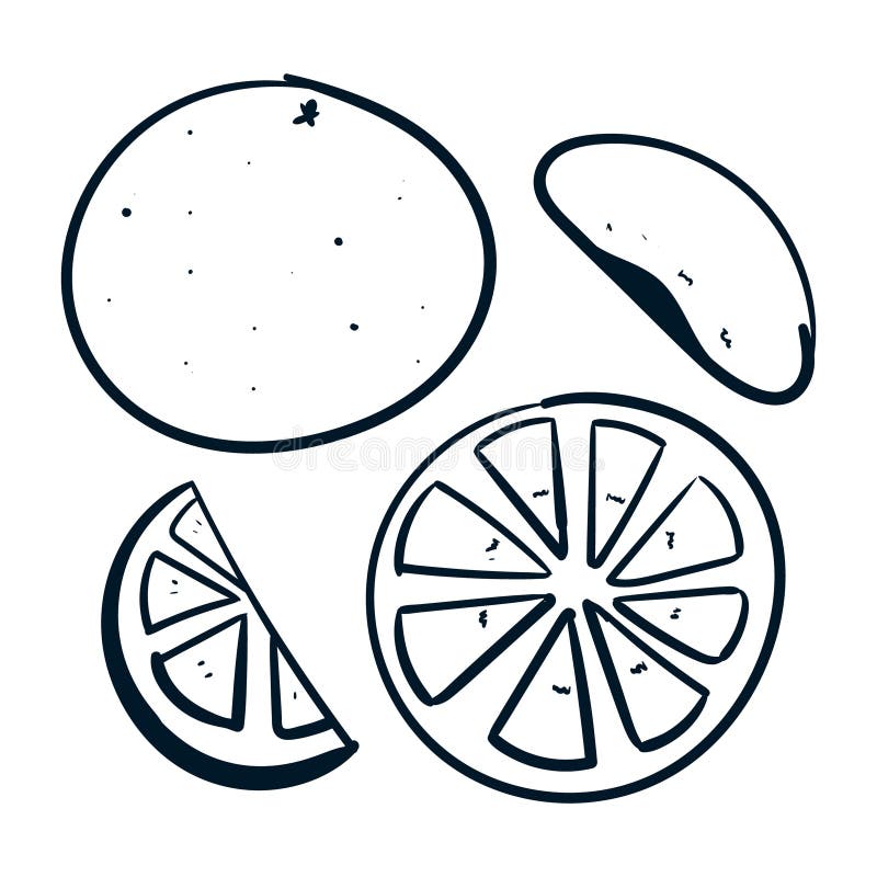Fruit Drawing Set Vector Fruit Scribbles Doodle Icons. Fruit Vector ...