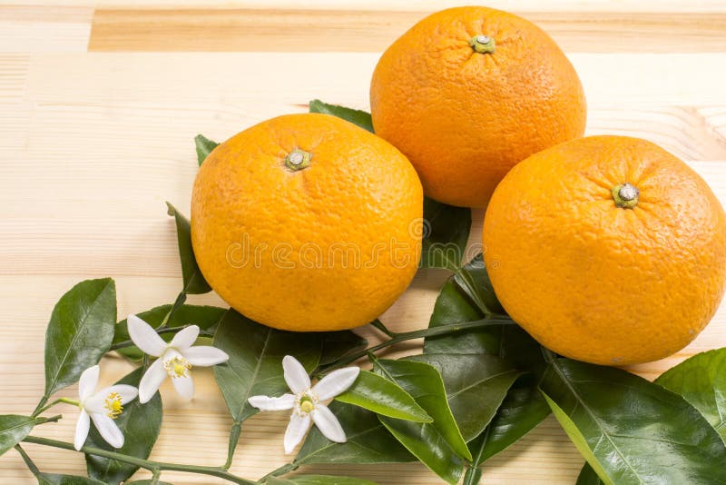 Orange fruit and flowers stock image. Image of leaf, meal - 66637005